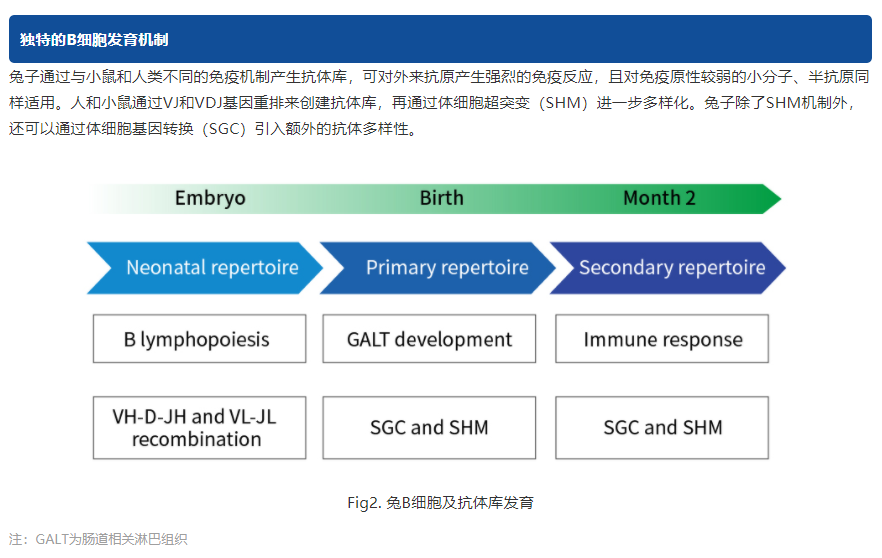 新一代兔单克隆抗体发现技术 知乎