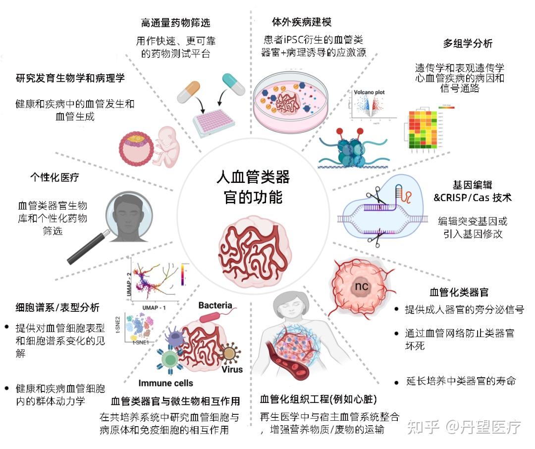 国自然热点(一):血管功能and类器官 知乎