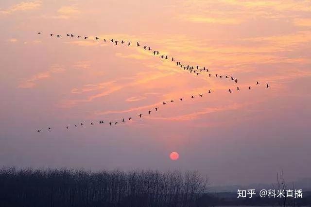 大雁为什么飞行时呈人字形或一字形? 知乎
