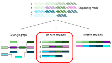 泛基因组(Pan-genome)研究思路与应用—作物篇 - 知乎