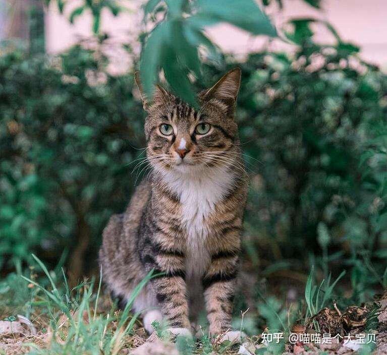 “狸花猫”——被低估的田园猫，值得被珍重 - 知乎