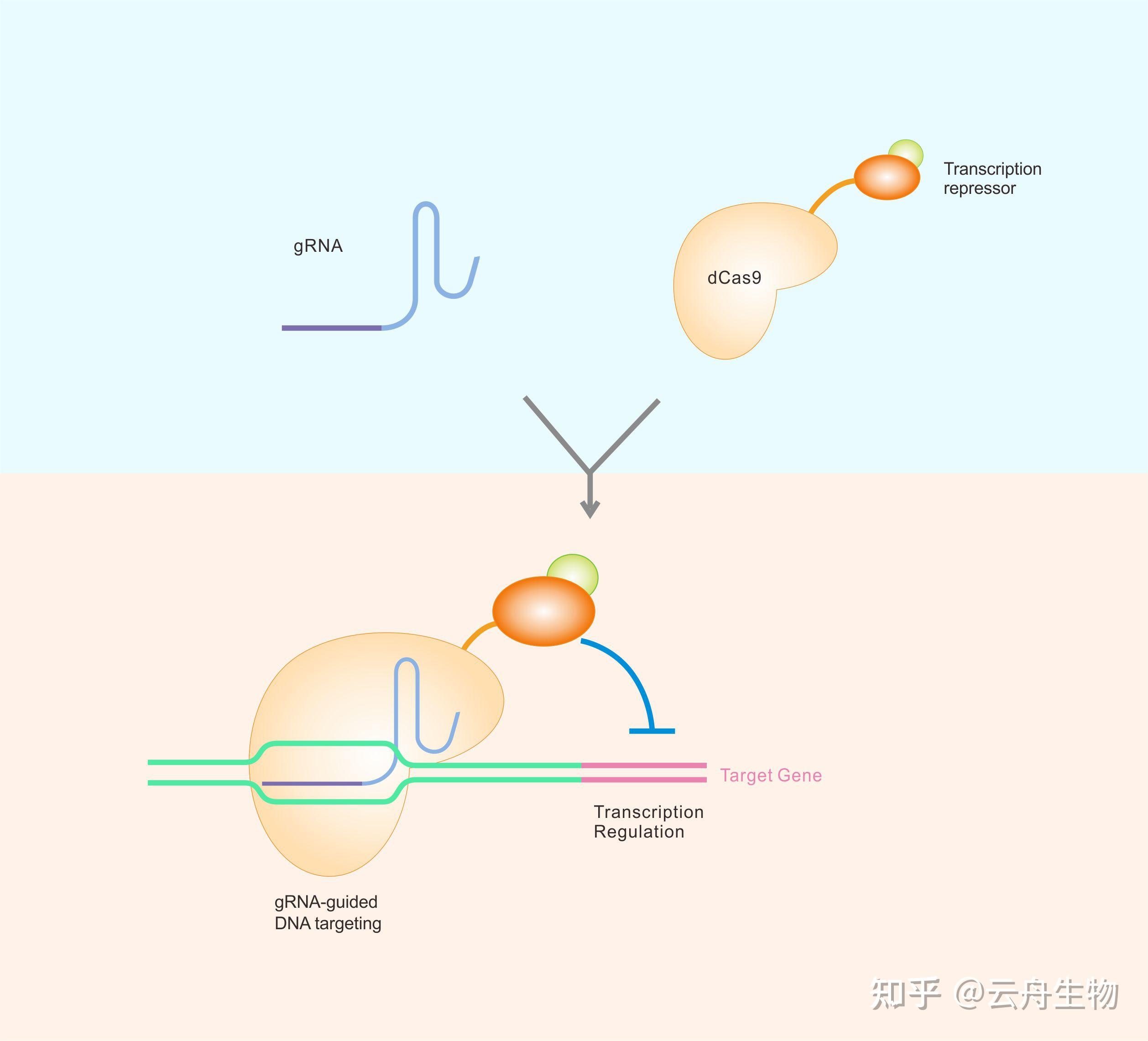 dCas9-KRAB CRISPRi（CRISPR interference）慢病毒载体系统—云舟生物 - 知乎