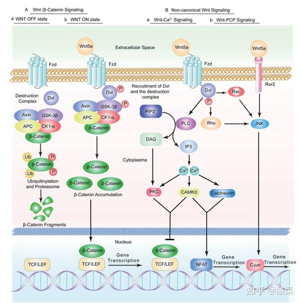 来看！为你翻译了这篇Cell综述，不再遗憾错过Wnt信号通路 - 知乎