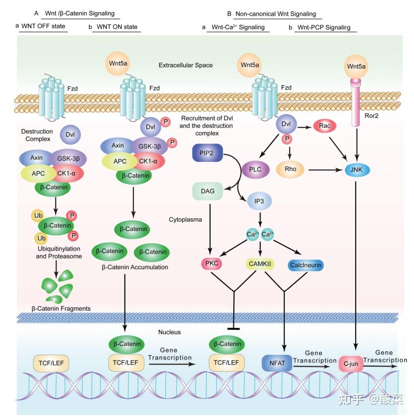 来看！为你翻译了这篇Cell综述，不再遗憾错过Wnt信号通路 - 知乎