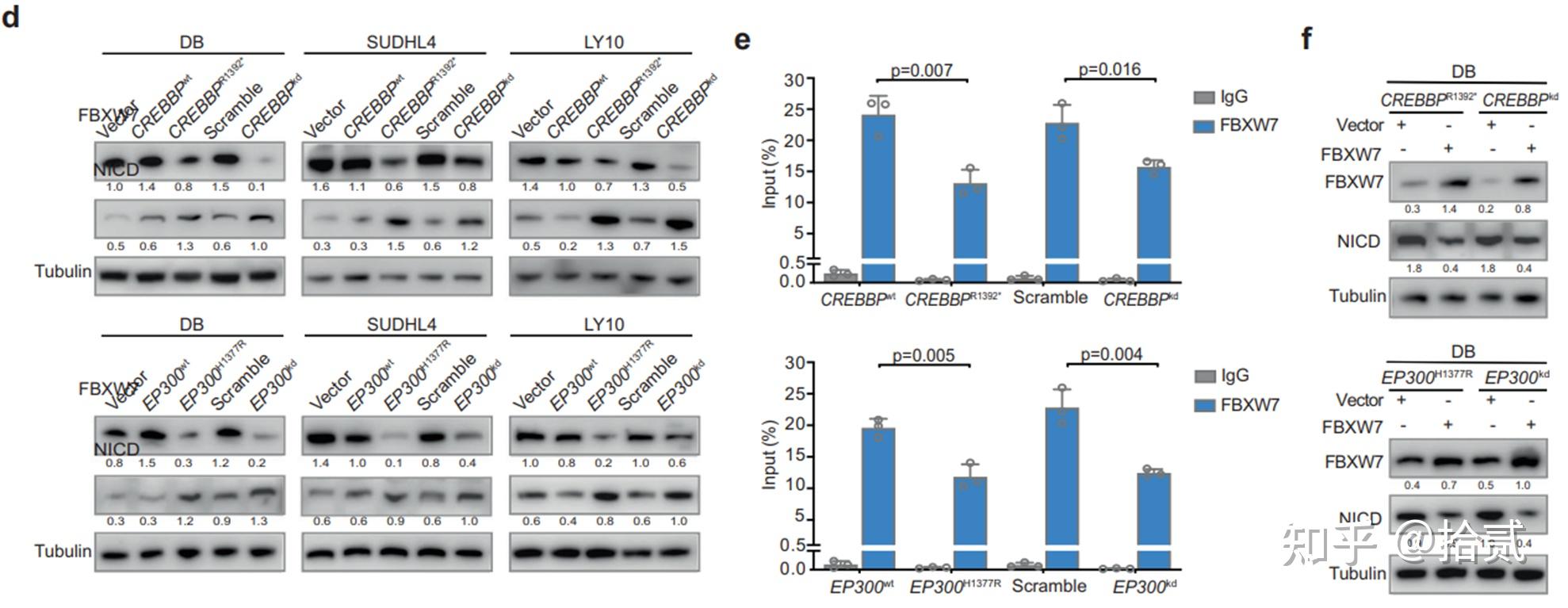 CREBBP/EP300突变通过FBXW7-NOTCH-CCL2/CSF1轴改变肿瘤相关巨噬细胞极化促进DLBCL进展 - 知乎