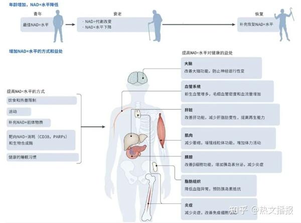 Mkule NMN｜想要对抗衰老，NAD+是关键！ - 知乎