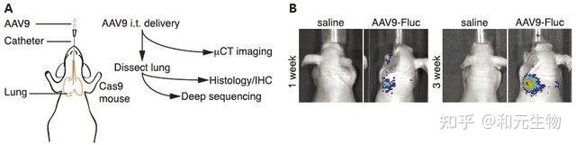 AAV在肺部中的应用，你get了吗？ - 知乎