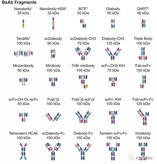 双特异性抗体的发展及作用机制 - 知乎
