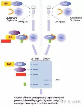 免疫沉淀和Pulldown，这些方法原理你弄懂了吗？ - 知乎