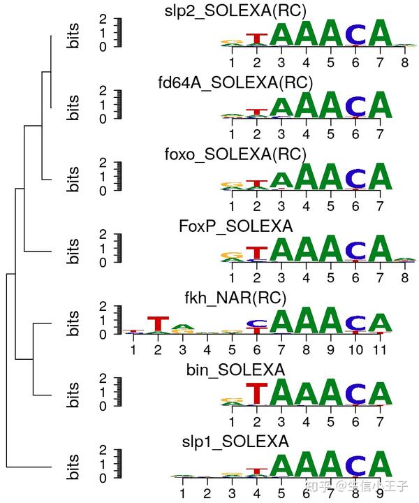 motifStack | 绘制motif序列结构图 - 知乎