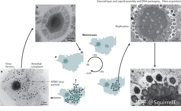 病毒的病毒-噬病毒体(virophage)与卫星病毒(satellite virus) - 知乎