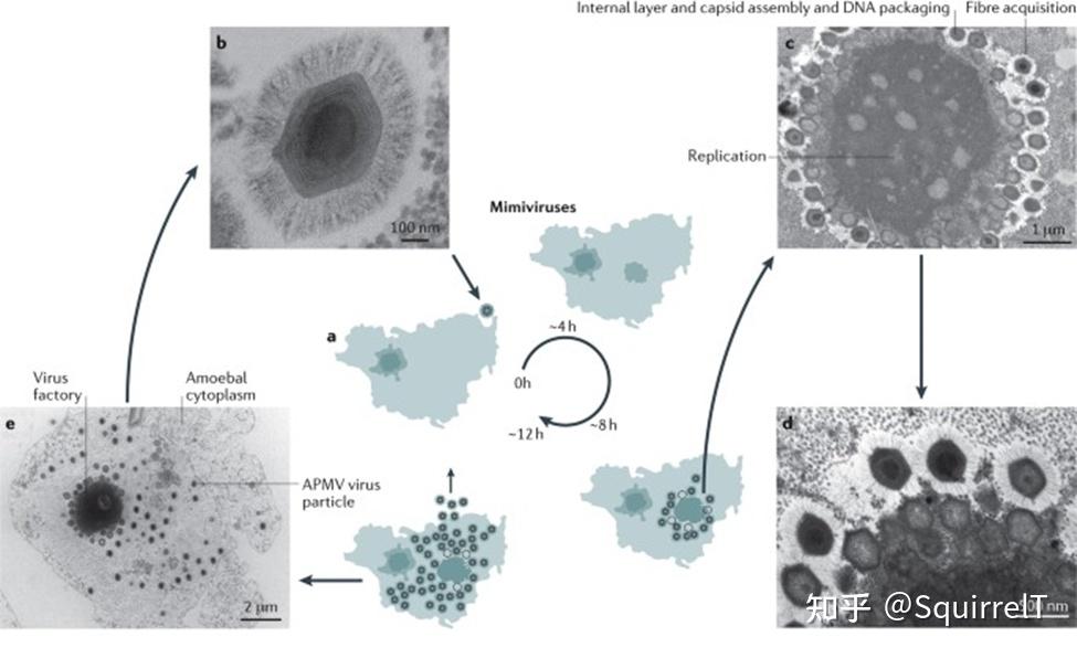 病毒的病毒-噬病毒体(virophage)与卫星病毒(satellite virus) - 知乎