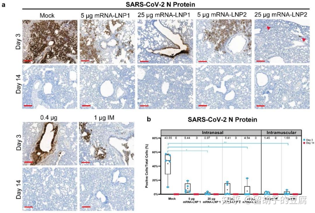 Moderna首次公布鼻腔接种新冠mRNA-LNP疫苗临床前数据 - 知乎