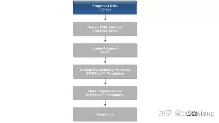 Pacbio测序原理以及SMRT bell文库构建流程简述 - 知乎