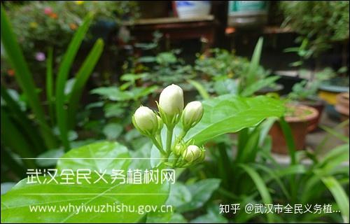茉莉花的前世今生，背后故事竟如此凄美！ 知乎