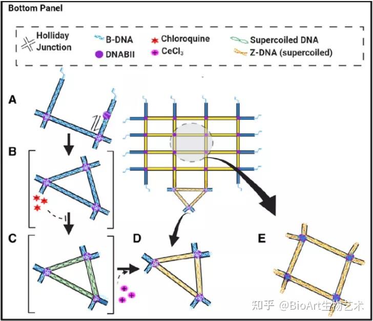 细菌耐药竟是因为它——胞外Z-DNA - 知乎