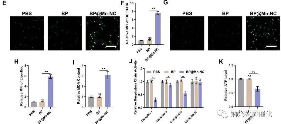 【Adv.Sci】黑磷/MnO2纳米复合材料破坏细菌耐热性，实现高效的温和温度光热疗法 - 知乎