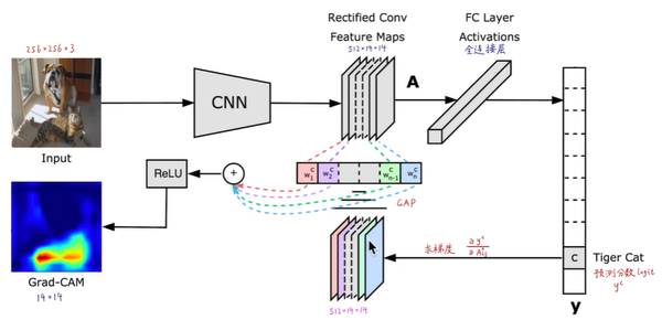 可解释机器学习：Grad-CAM - 知乎