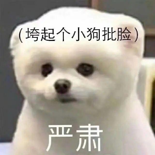 再分享一些狗狗表情包(›´ω`‹ ) - 知乎