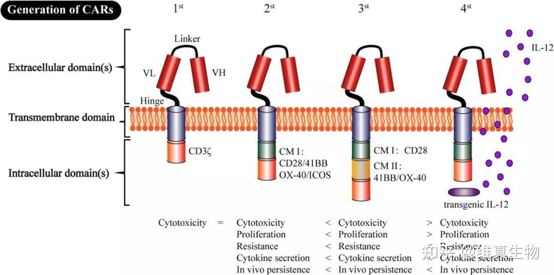 『CAR-M疗法』肿瘤免疫细胞疗法新突破！CAR-巨噬细胞靶向杀伤实体肿瘤 - 知乎