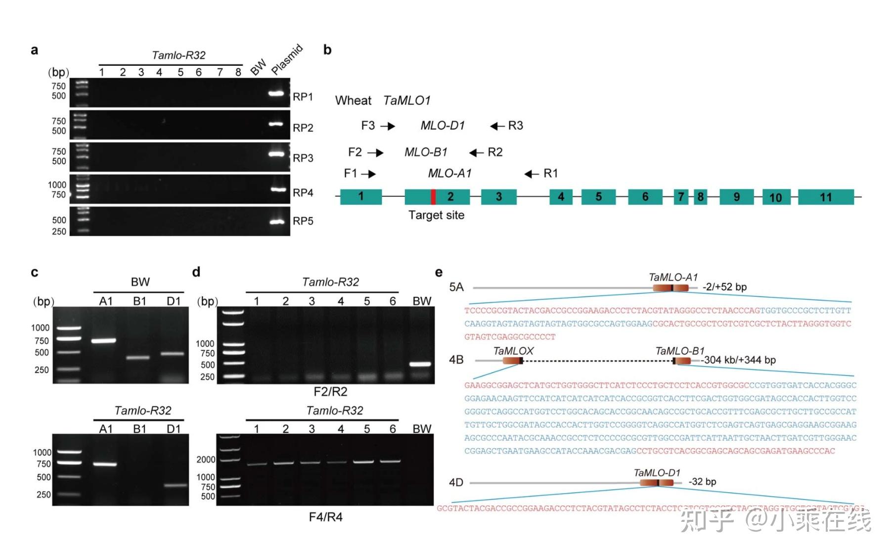 Genome-edited powdery mildew resistance in wheat without growth ...