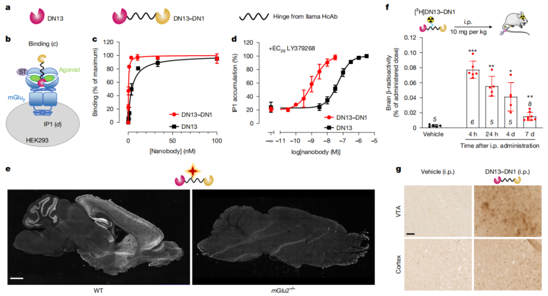 纳米抗体疗法挽救NMDA受体功能低下引起的神经行为缺陷 - 知乎