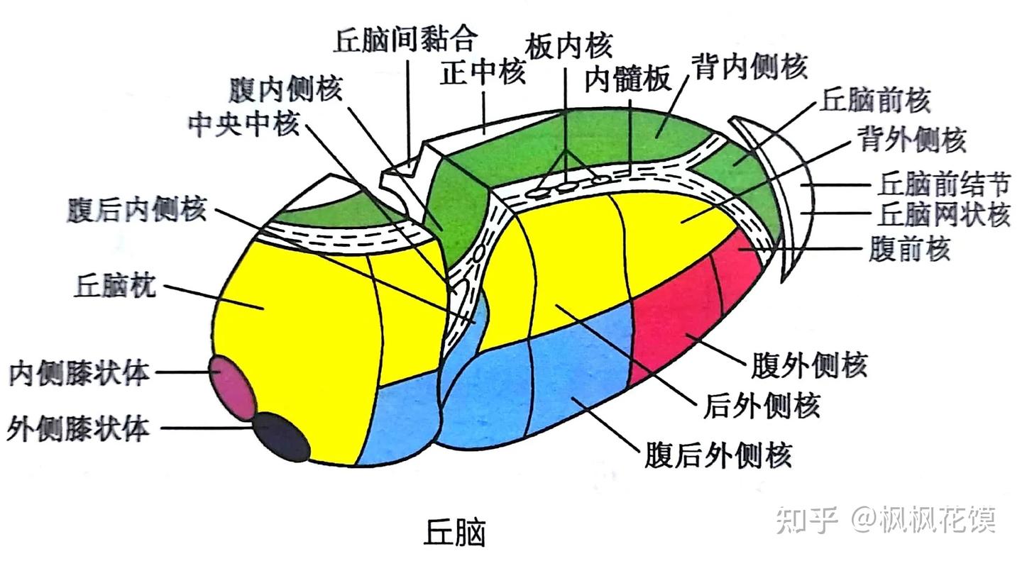 大脑结构指南 - 知乎