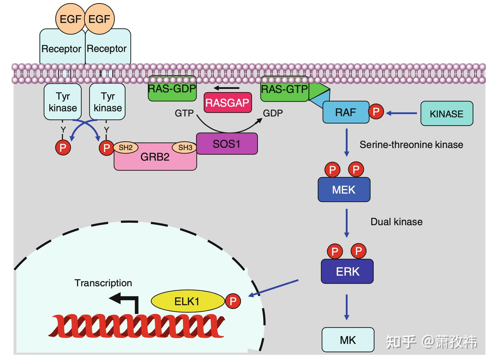 万字拆解EGFR - 知乎