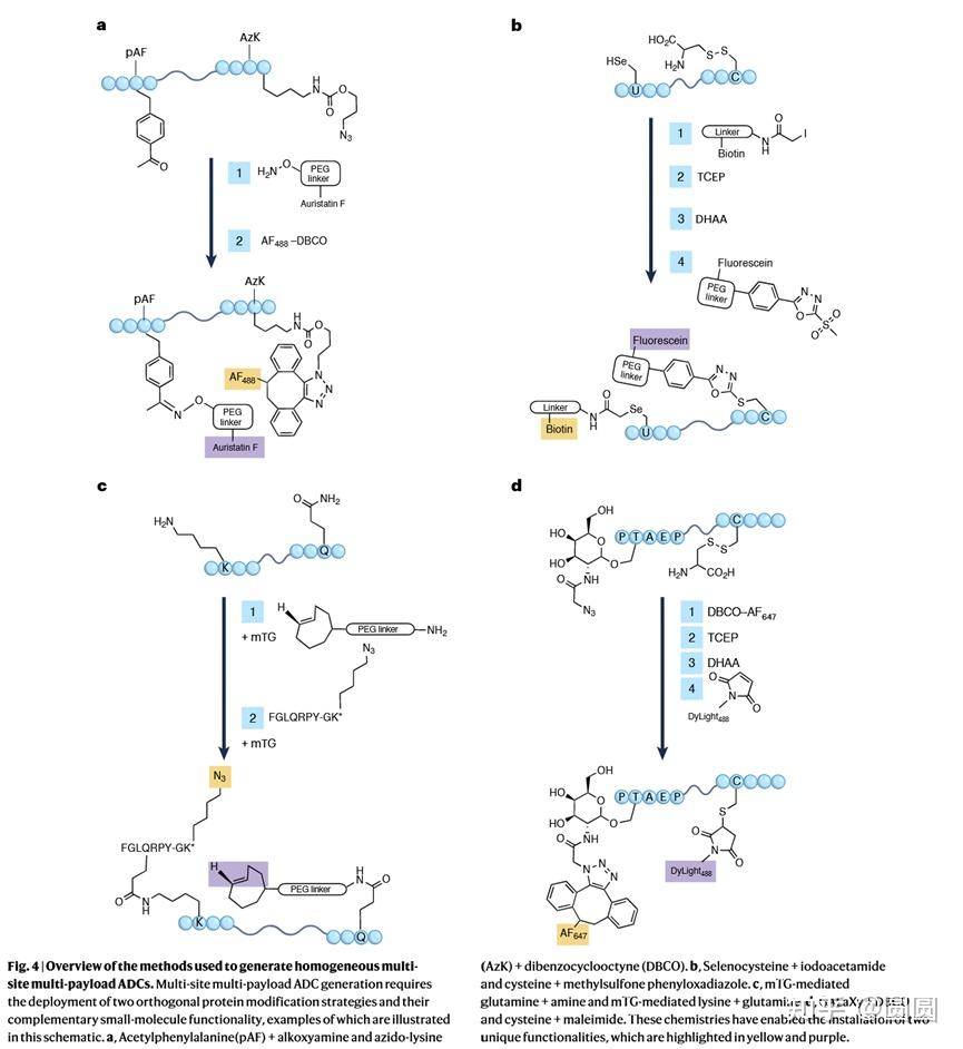 均相多载荷抗体偶联物（Homogeneous multi-payload antibody–drug conjugates） - 知乎