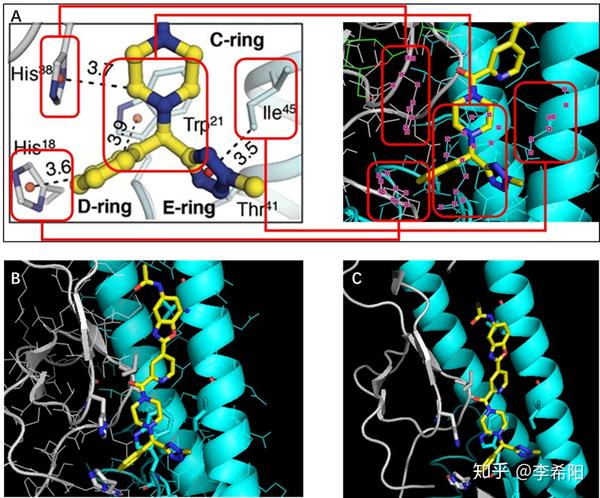 零基础PyMOL作图教程——绘制蛋白质-分子结合模式图 - 知乎