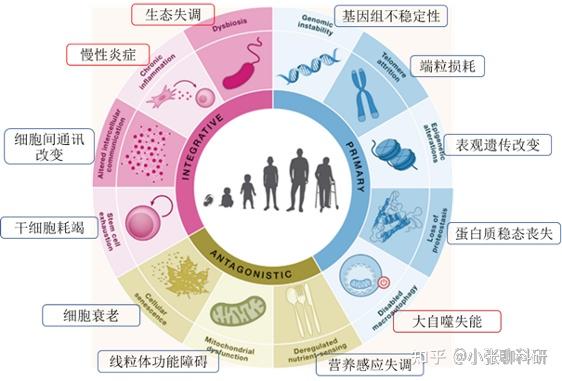 Cell重磅综述：首次报道衰老（Aging）的十二大标志！ - 知乎