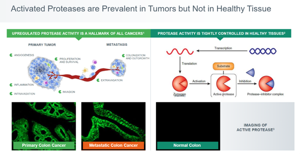 Probody®疗法简介及其在ADC中的成功应用（最大限度减少健康组织伤害） - 知乎