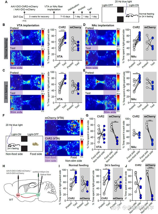 Prog Neurobiol︱复旦大学肖雷课题组揭示中脑多巴胺神经元调控进食行为的神经机制 - 知乎