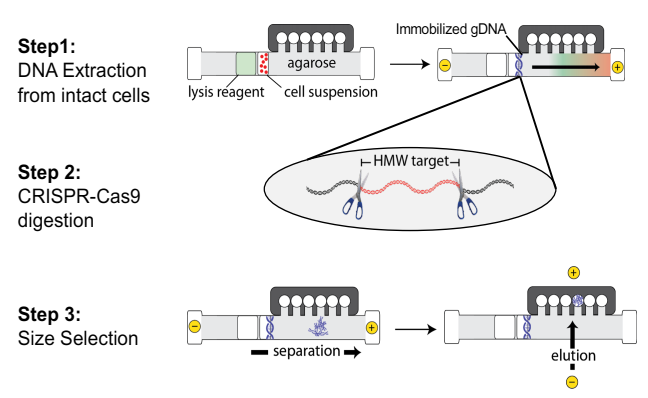 缉因捕序破“异码”｜CRISPR靶向捕获结合长读长测序技术全面揭示乳腺癌致病机理 - 知乎