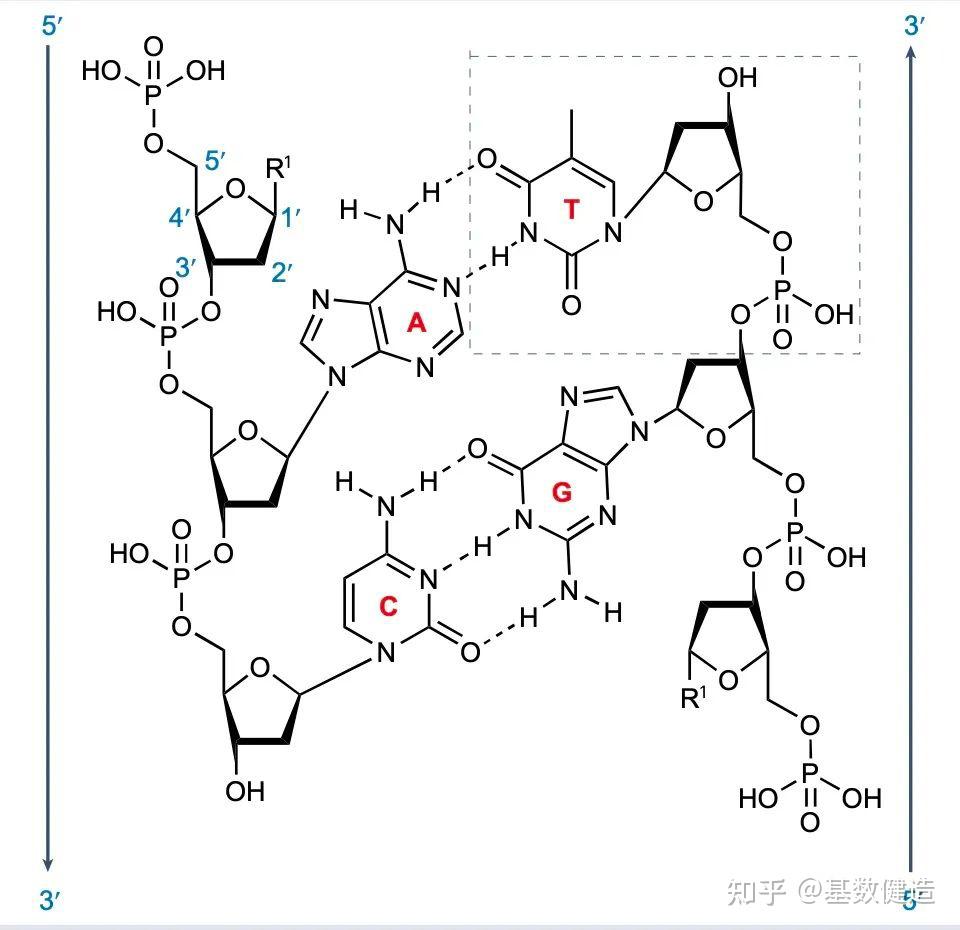 深度解析：不同DNA合成技术的开发和商业化进展 - 知乎