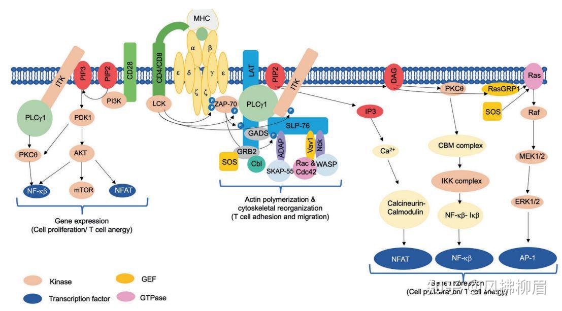 TCR信号调节 - 知乎