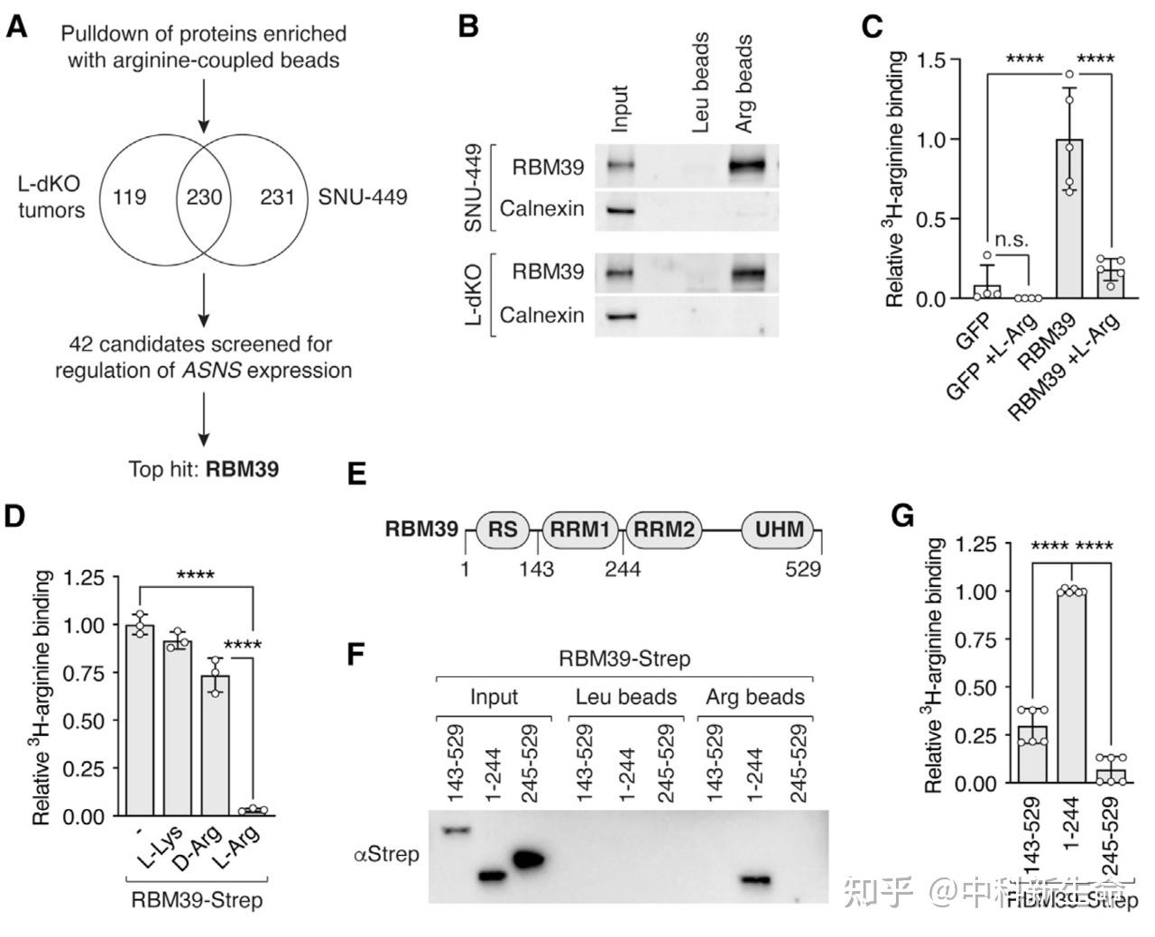 Cell (IF 64.5) | 精氨酸通过RBM39重新编程肝癌中的代谢 - 知乎