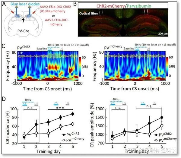 J Neurosci︱陆军军医大学胡波课题组揭示背侧海马小清蛋白阳性中间神经元在联合型运动学习中的作用及其网络活动机制 - 知乎