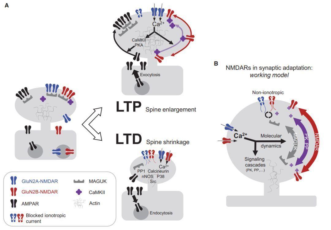 Neuron:神经可塑性和认知相关的突触后NMDAR信号的研究新进展 - 知乎
