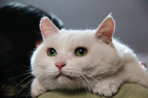 多给一点安全感给你的“哈气”猫咪 - 知乎