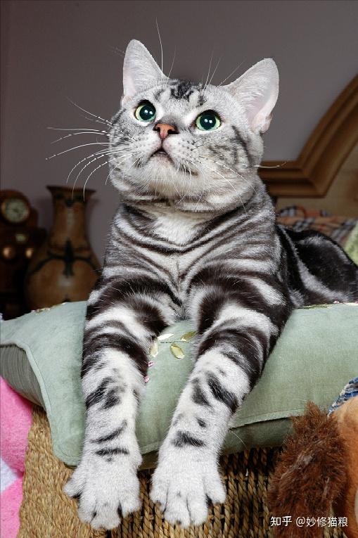 最乖”的5种猫和 最闹腾”的3种猫，看看你家猫是哪个？ 知乎