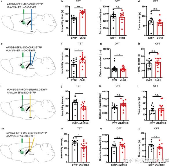 Nat Commun︱温州医科大学陈江帆/郭卫团队揭示外侧隔区腺苷A2A受体调控抑郁样行为的神经环路机制 - 知乎