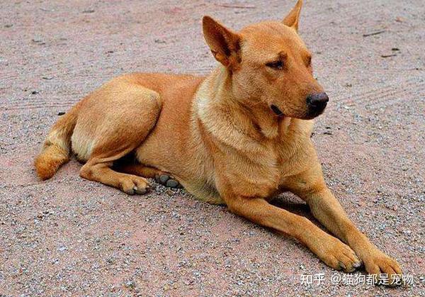 这6种经典的“中华田园犬”，你最喜欢哪种？ - 知乎