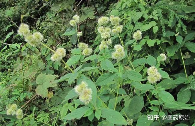带你识别川牛膝 - 知乎