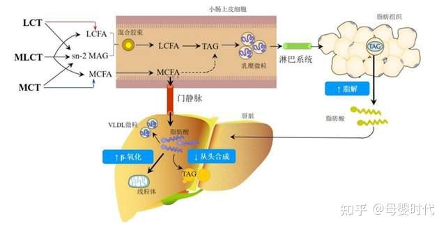【科普】中长链甘油三酯的代谢特征 - 知乎