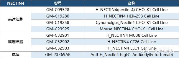 Nectin-4：一场国内药企的角逐 - 知乎