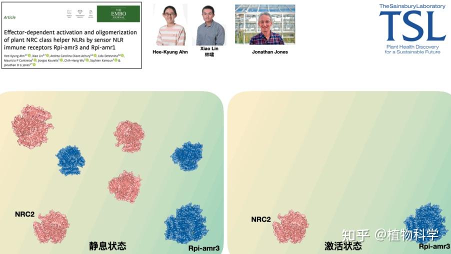 EMBO J 一作详解 | 英国TSL研究所Jonathan Jones组发现植物辅助型抗病蛋白(Helper NLR)激活机制 - 知乎