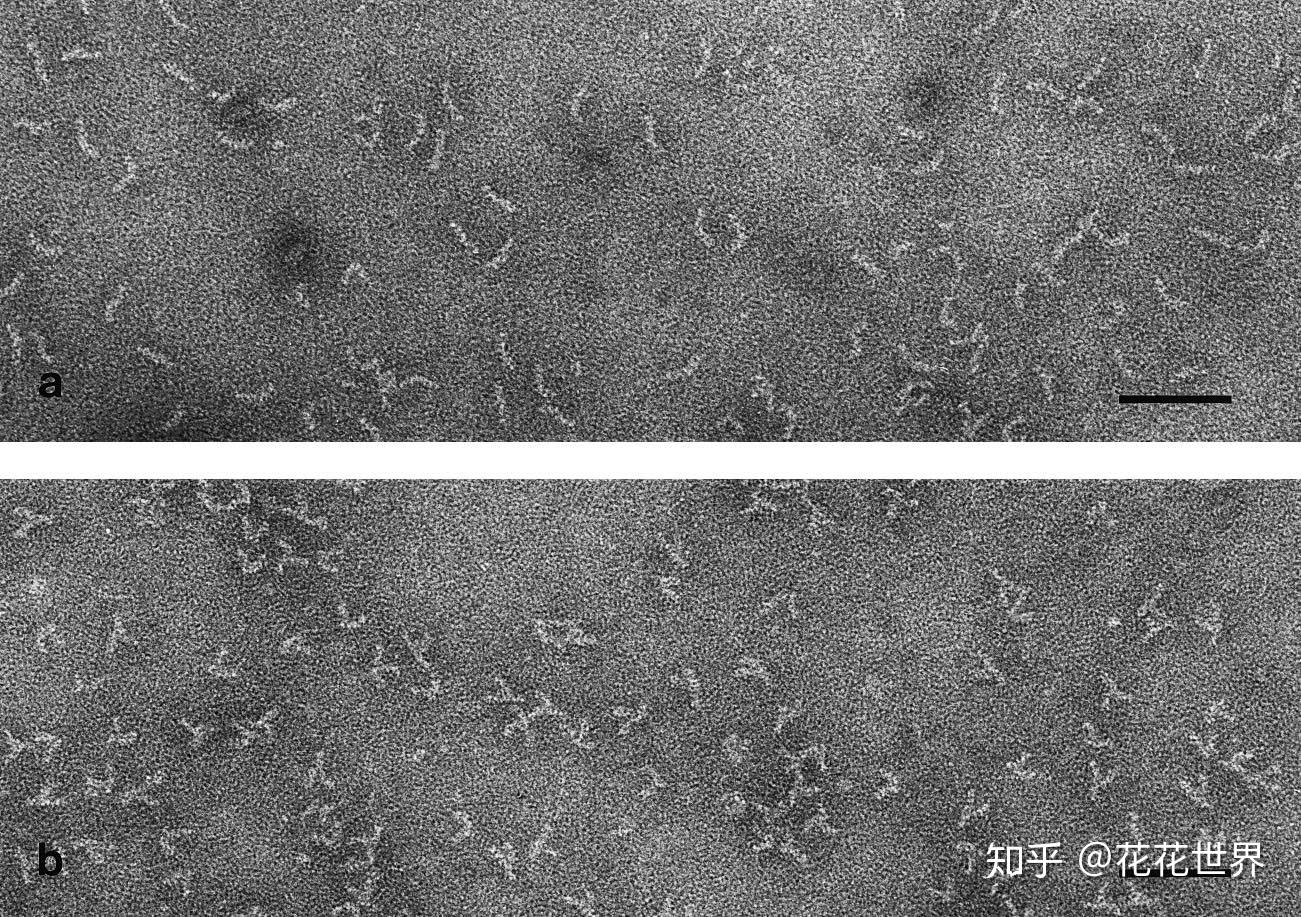 Single-Chain Fragment Variable (ScFv) - 知乎