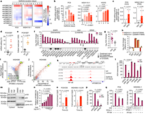Nature ｜ 治疗诱导的APOBEC3A驱动耐药癌细胞进化 - 知乎