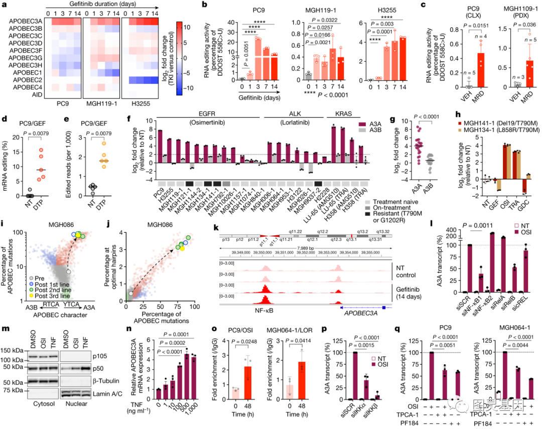 Nature ｜ 治疗诱导的APOBEC3A驱动耐药癌细胞进化 - 知乎